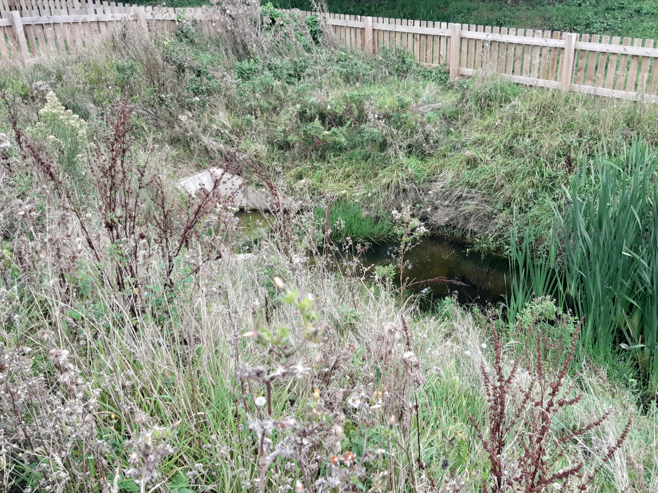 Springfield Park - Alder Hey Children's Hospital Trust